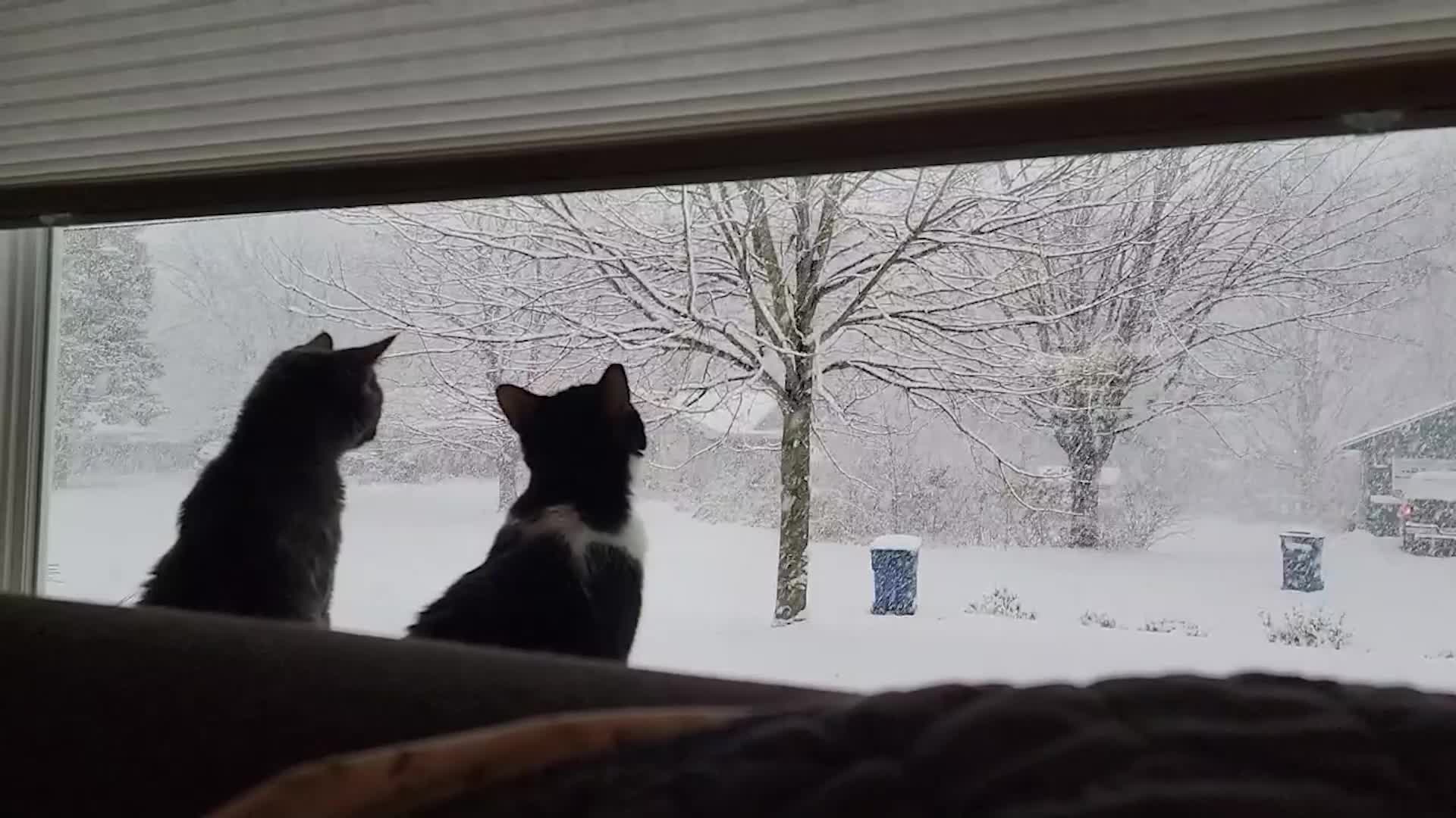 Cats' Cute Reaction To First Big Snow - Videos from The Weather Channel