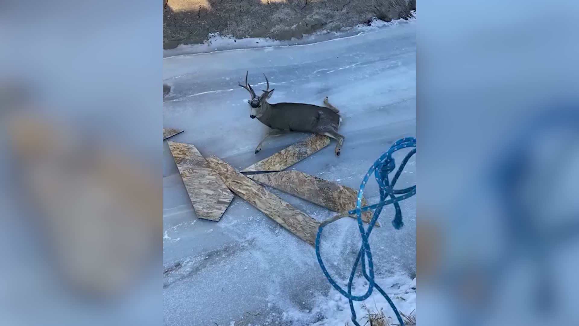 Buck Trapped On Ice Rescued By Good Samaritans - Videos from The ...