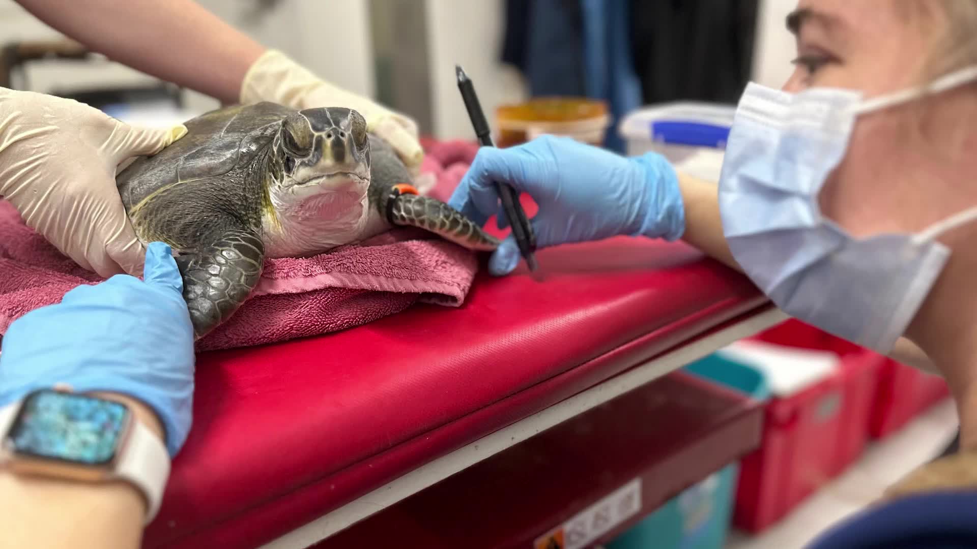 Cold-Stunned Turtles Found In Cape Cod - Videos from The Weather Channel