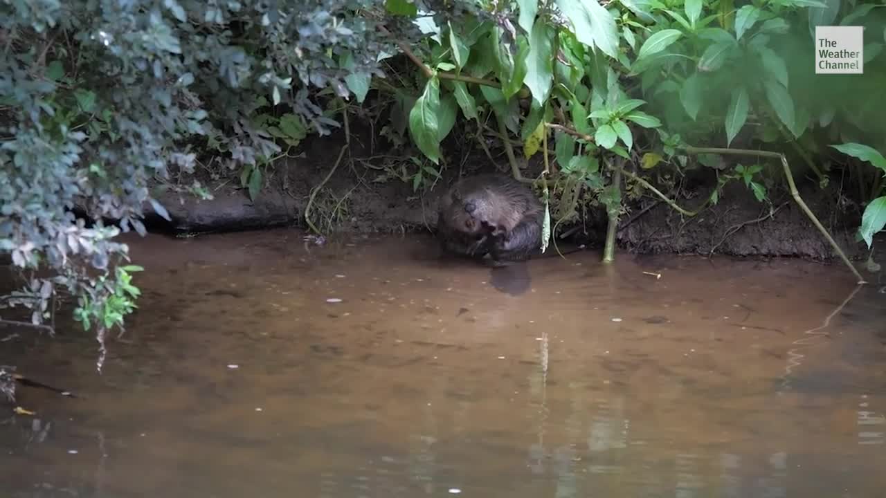 ¿Pueden los castores salvarnos del cambio climático? - Videos de The ...