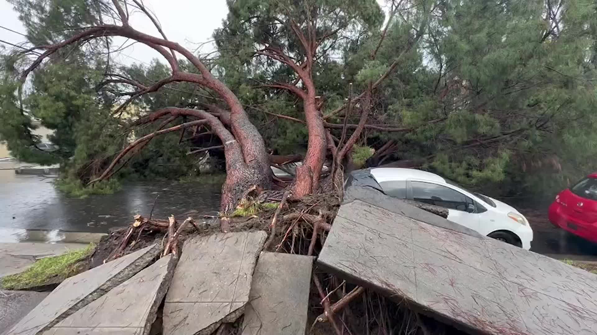 Tree Tears Up Sidewalk, Slams Cars In LA - Videos from The Weather Channel