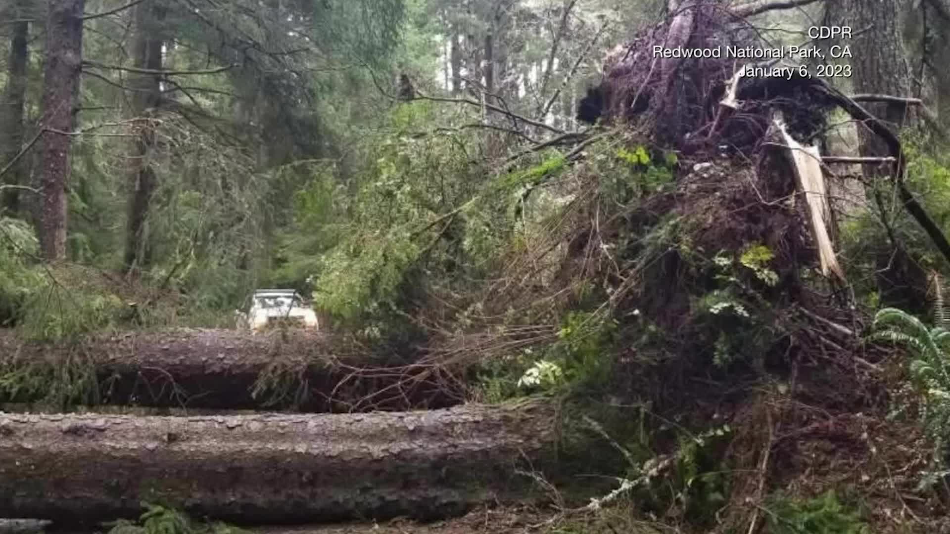 Winds Knock Down Trees In Redwood Parks - Videos from The Weather Channel