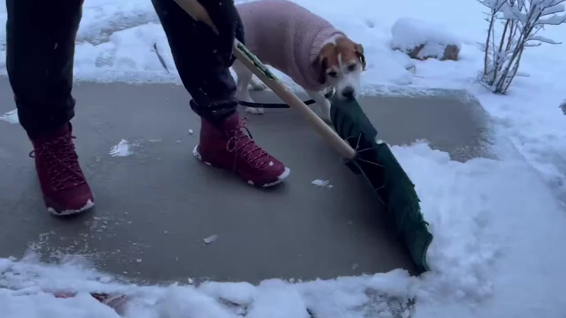 Dog Tries to Help Shovel Snow - Videos from The Weather Channel
