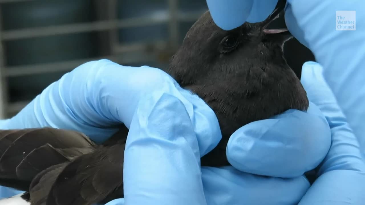 Could Moving Endangered Species To A New Habitat Be The Key To Survival ...