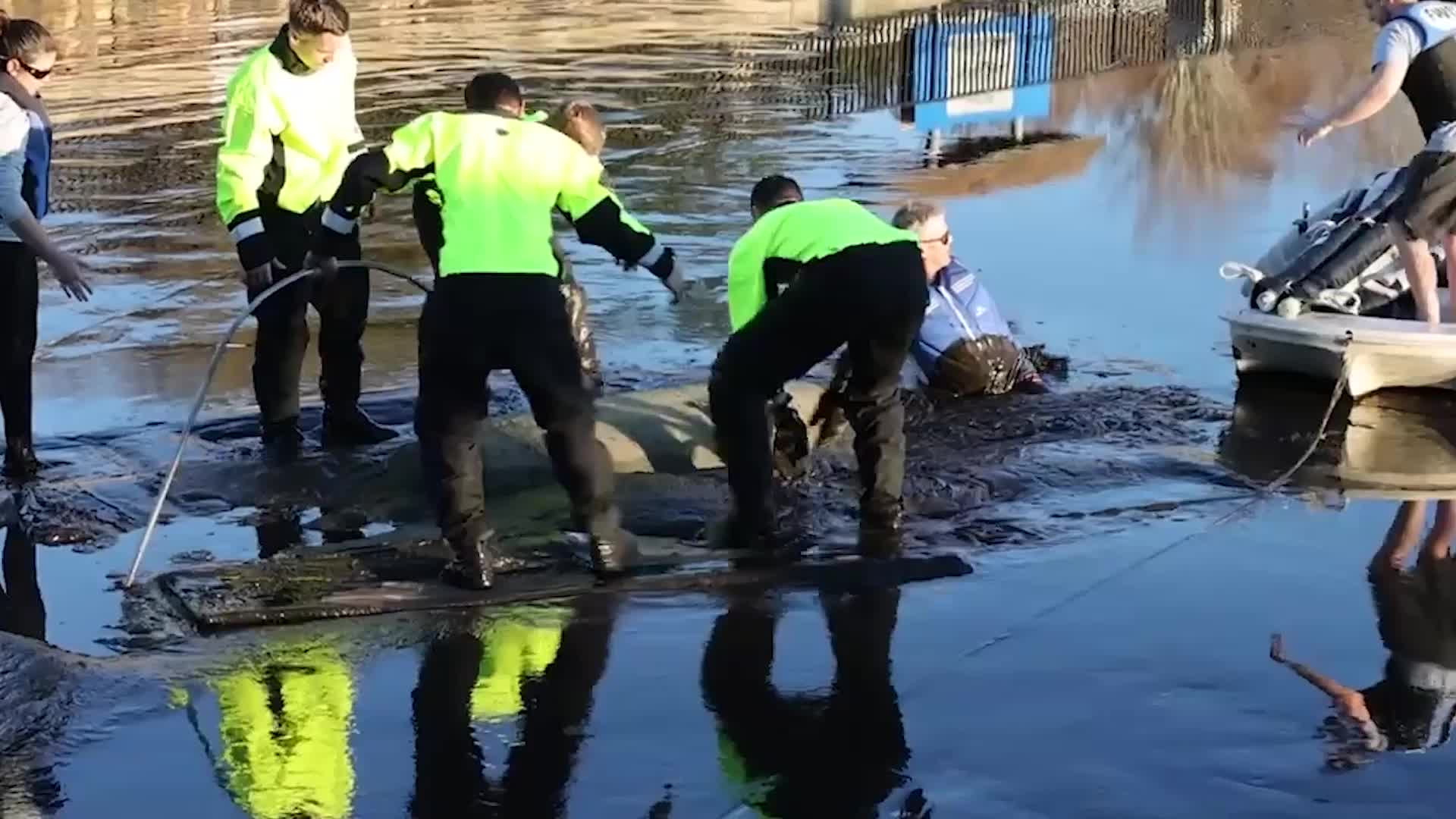 Manatee Rescued From Thick Mud - Videos from The Weather Channel