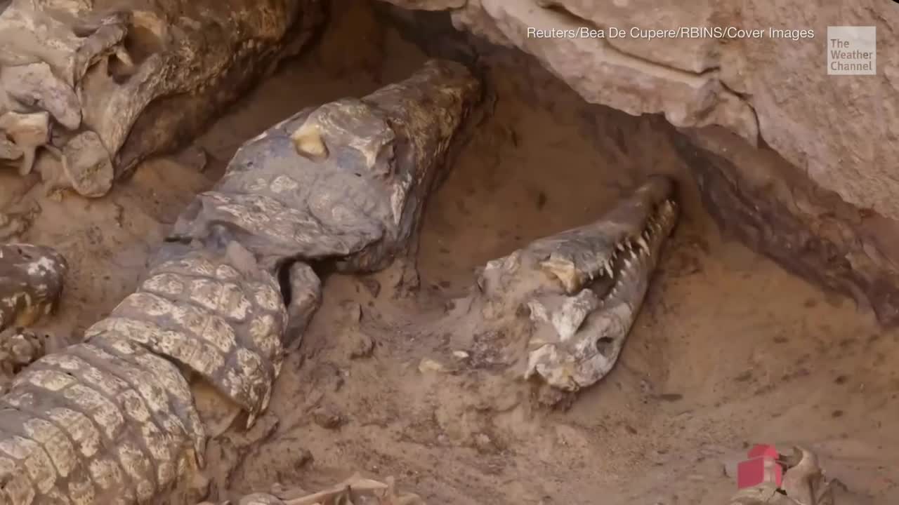 Mummified Crocodiles Discovered - Videos from The Weather Channel