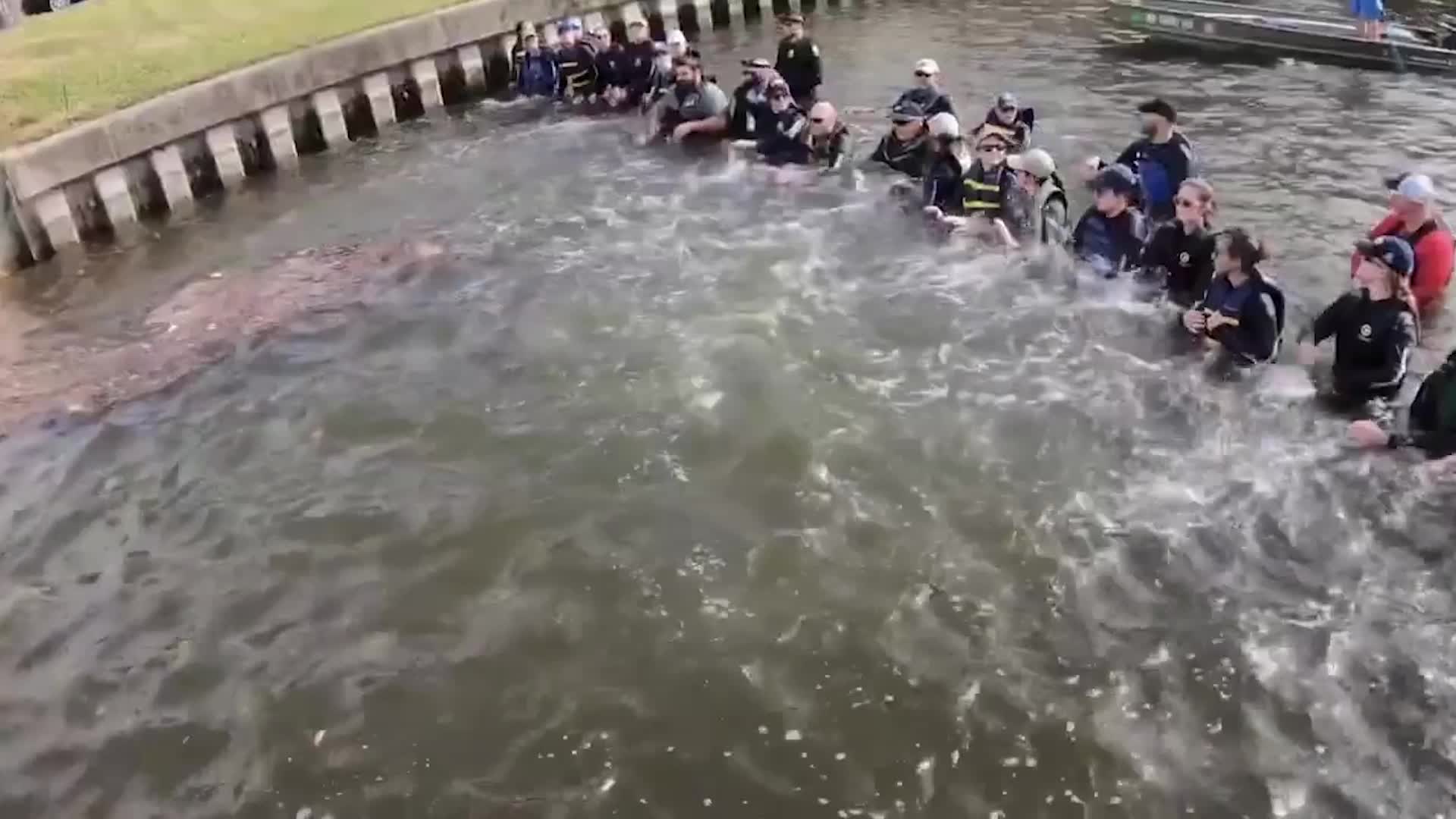 Human Chain Saves Dolphin - Videos from The Weather Channel