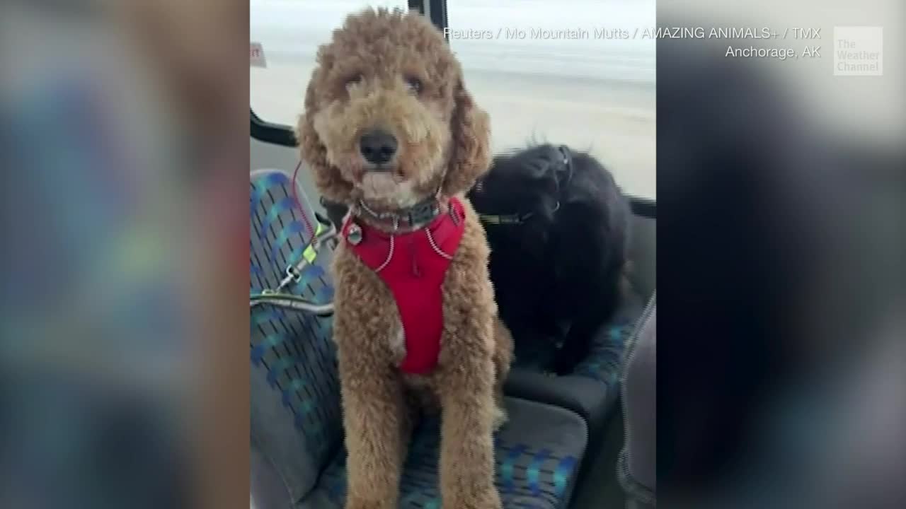 All Aboard The Puppy Bus - Videos from The Weather Channel