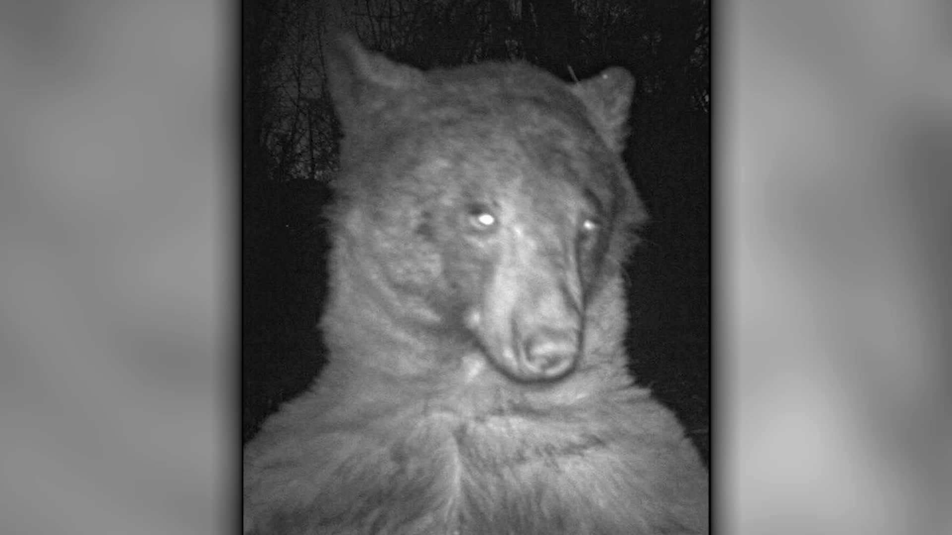 Bear Selfies Captured On Cam - Videos from The Weather Channel