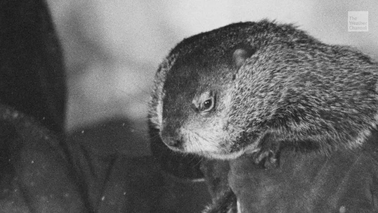 Punxsutawney Phil Lives In A Library? - Videos from The Weather Channel