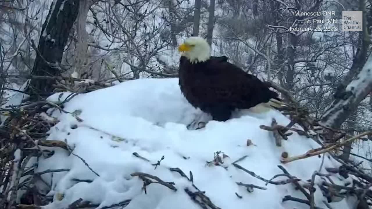 Eagles Snow