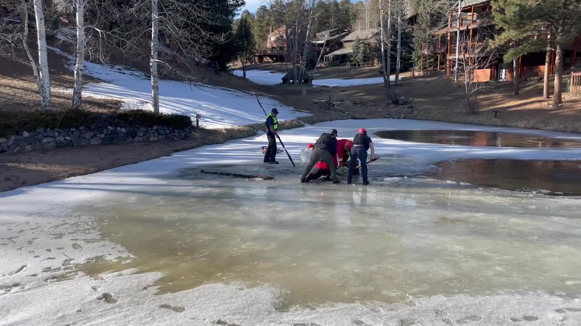 Elk Falls Into Pond, Triggering A Daring Rescue - Videos from The ...