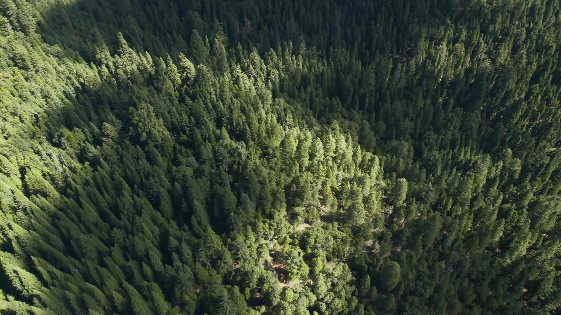 Sierra Nevada’s Famed Conifers Trapped In ‘Zombie Forests’ - Videos ...