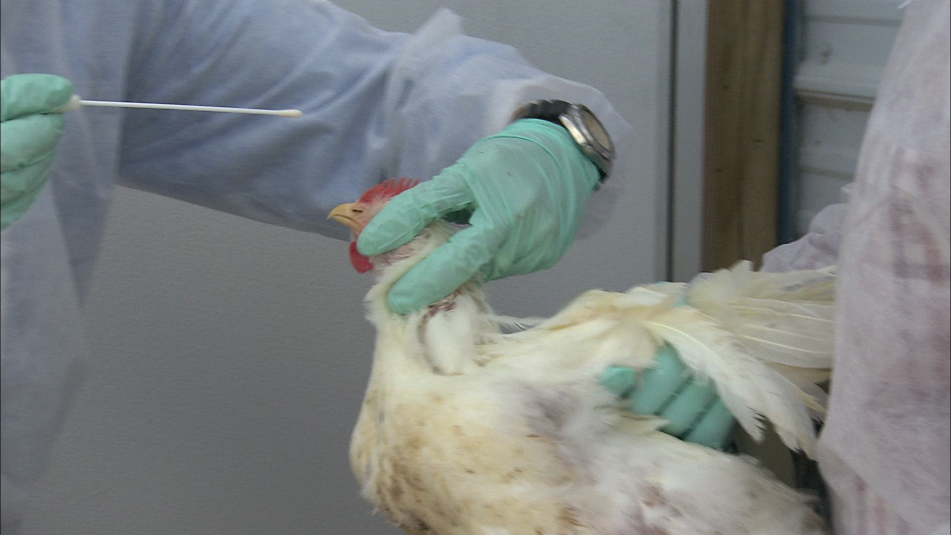 Explaining Spillover Viruses - Videos from The Weather Channel