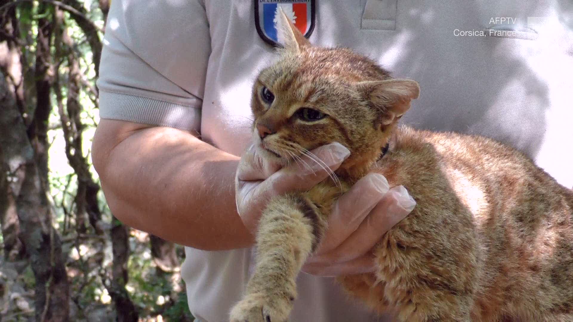 Government Confirms Fox Cat Existence Videos From The Weather Channel
