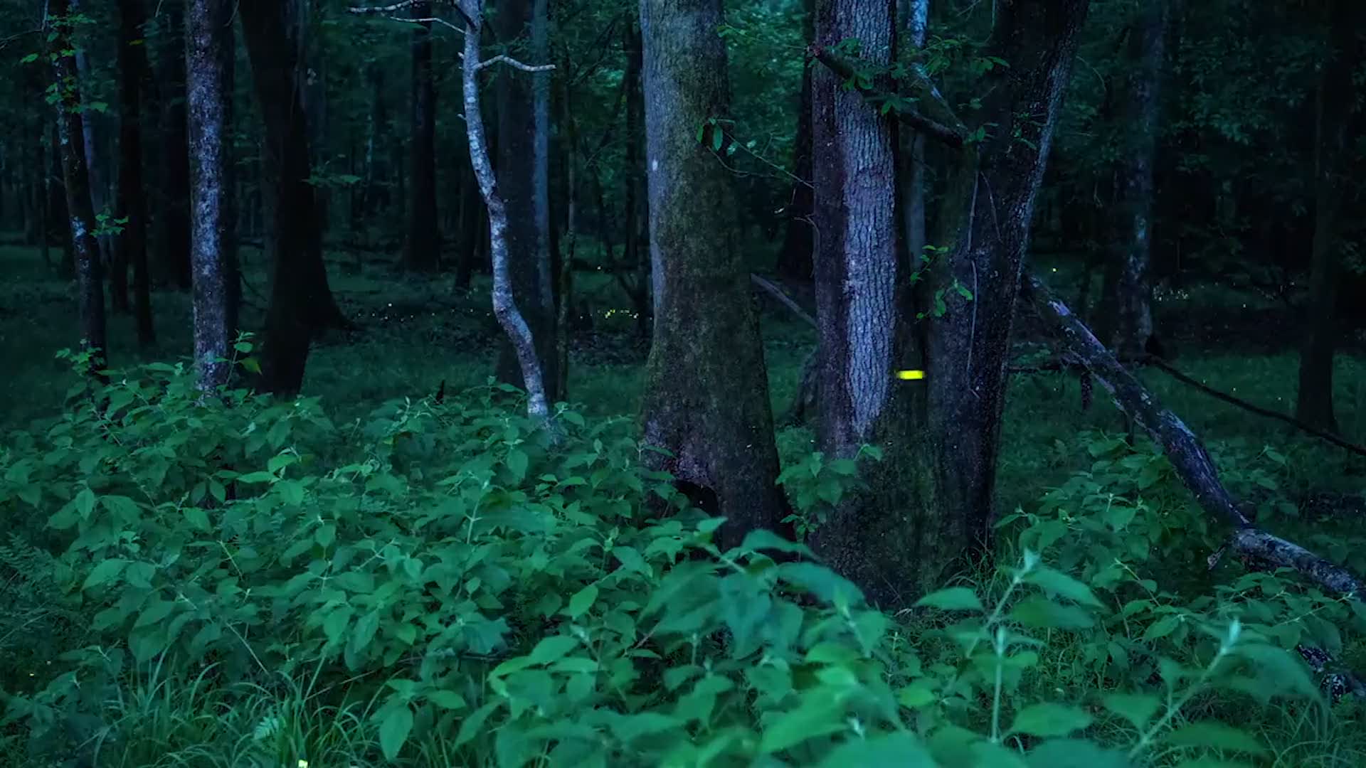How To See Synchronous Fireflies - Videos from The Weather Channel