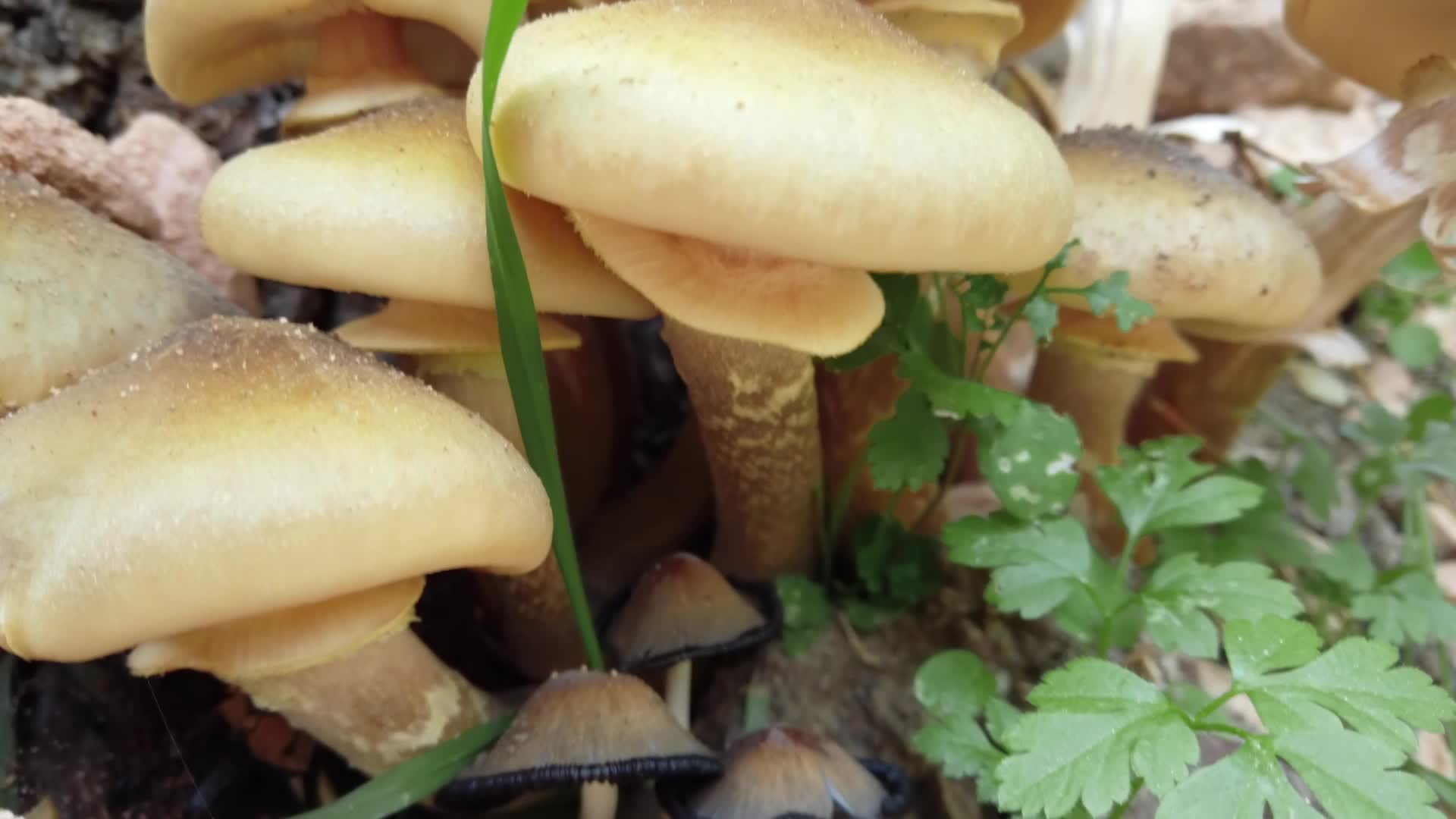 Save A Forest; Plant Mushrooms - Videos from The Weather Channel