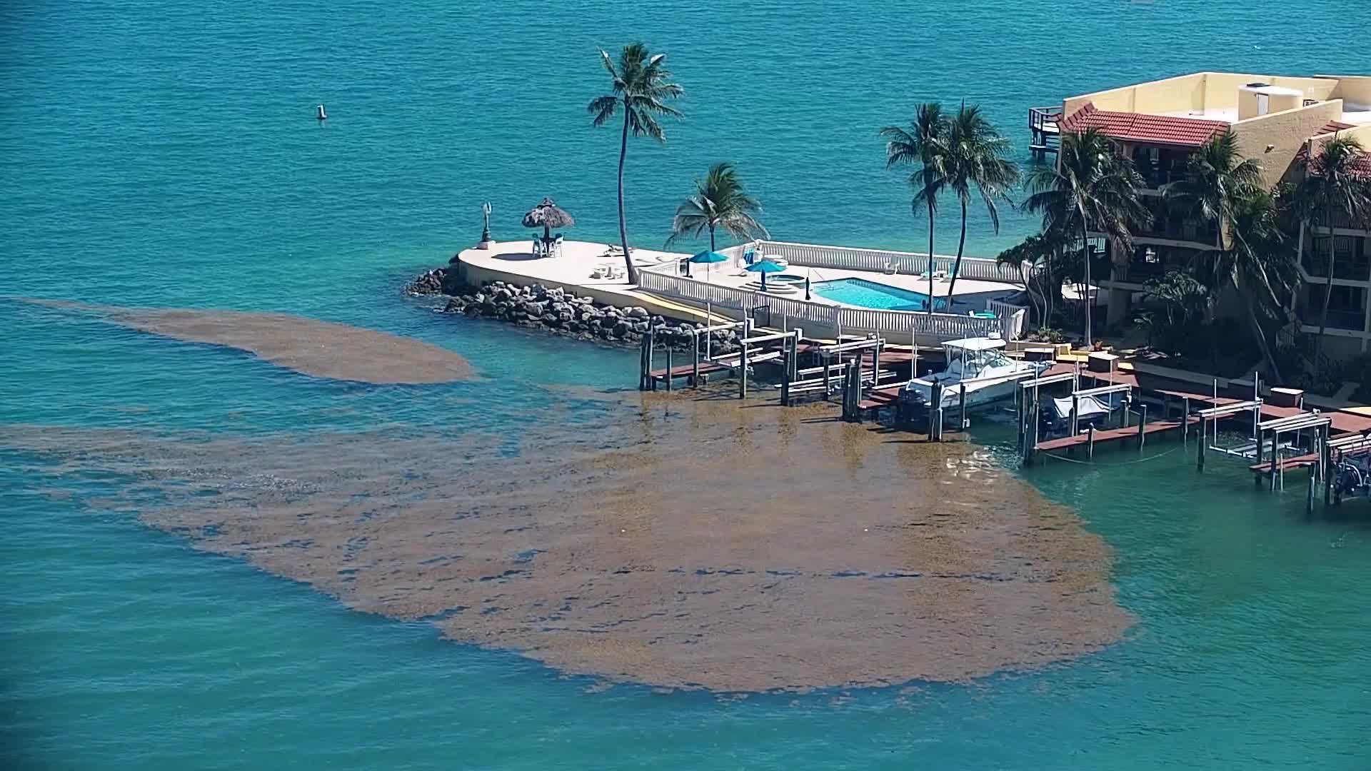 Sargazo invade las playas de Florida - Videos de The Weather Channel