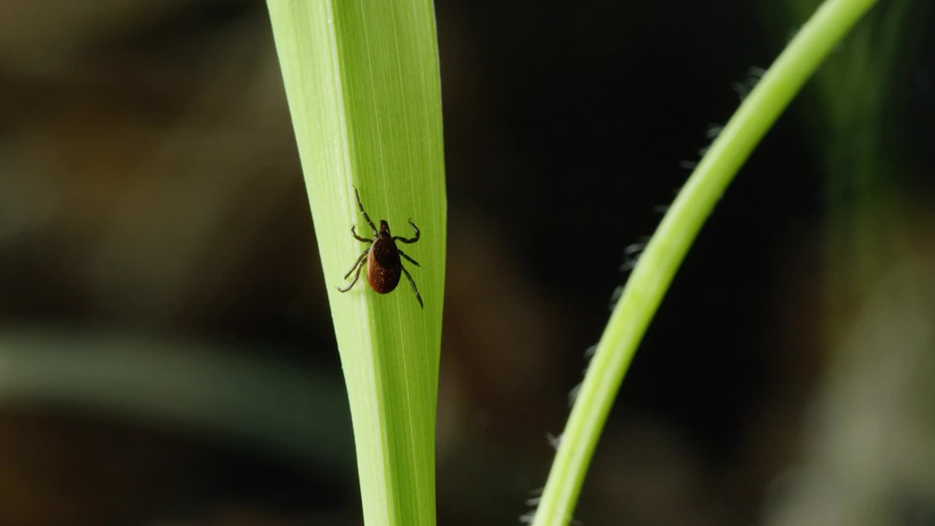 Tick Disease Now Endemic In Northeast - Videos from The Weather Channel