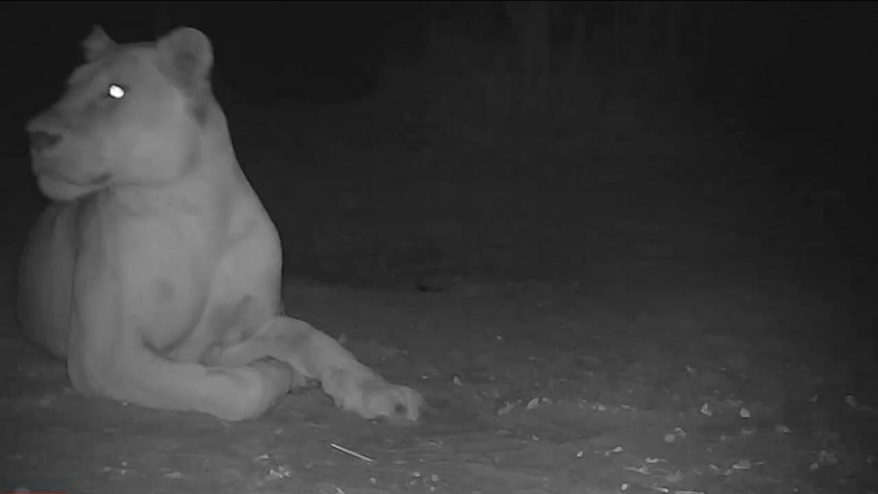 ‘Extinct’ Lion Seen After 20-Year Absence - Videos from The Weather Channel