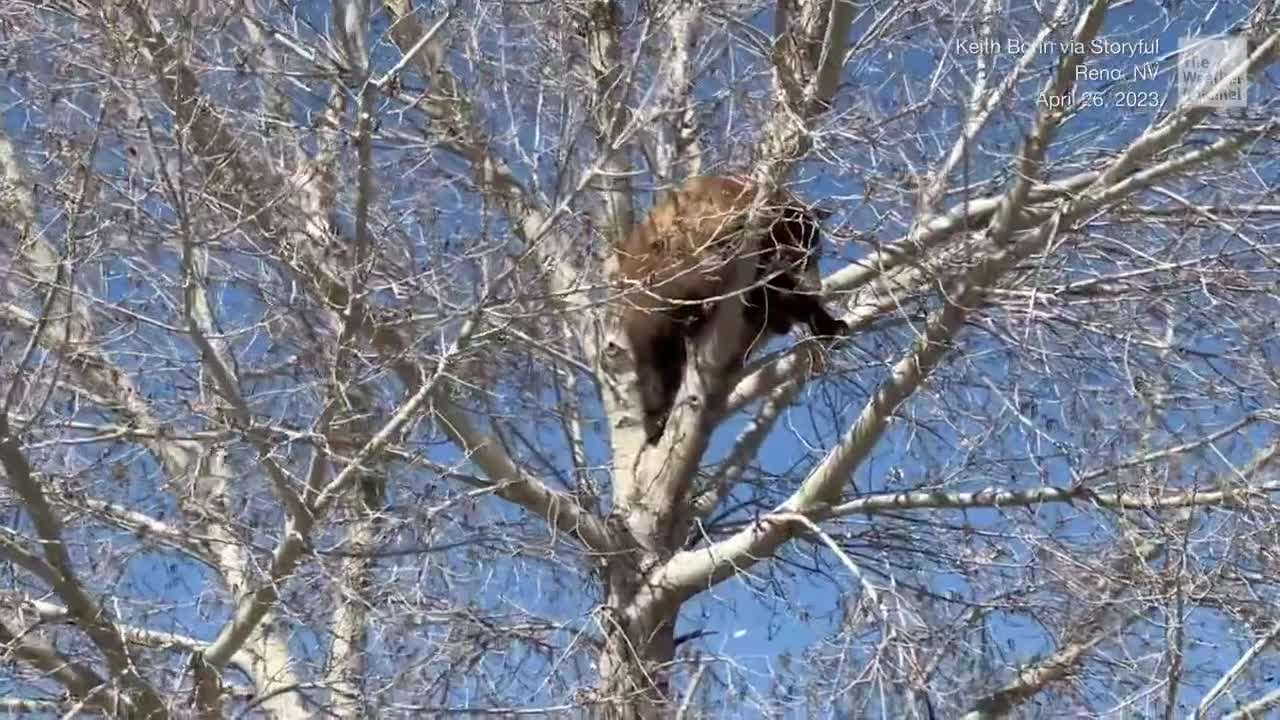 Bear Plummets Into Tarp From Tree - Videos from The Weather Channel