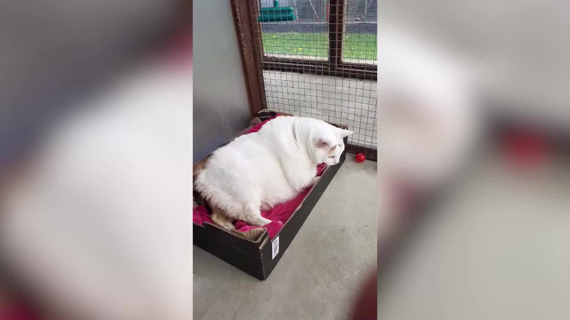 Übergewichtige Katze wiegt 12,7 Kilo - Videos from The Weather Channel