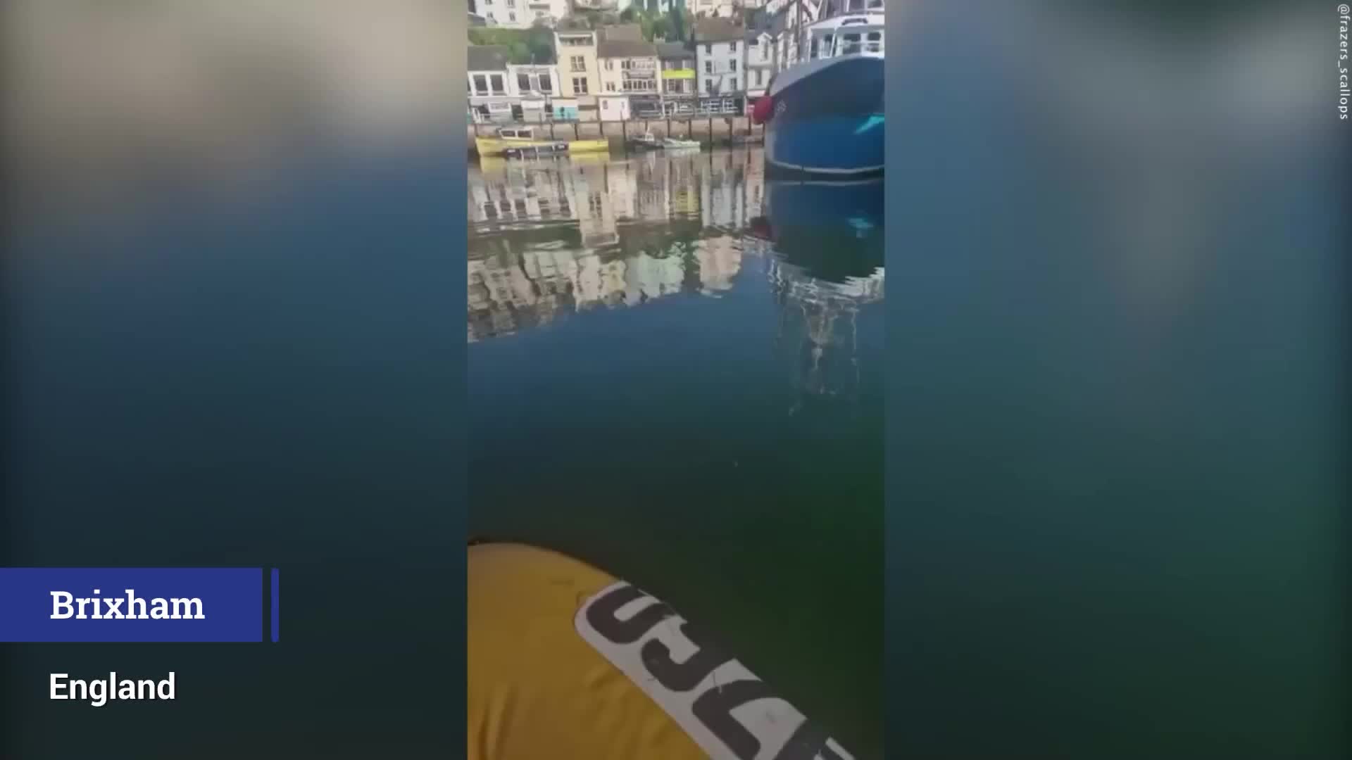 Reh springt in Hafenbecken - aber nicht unbemerkt - Videos from The ...