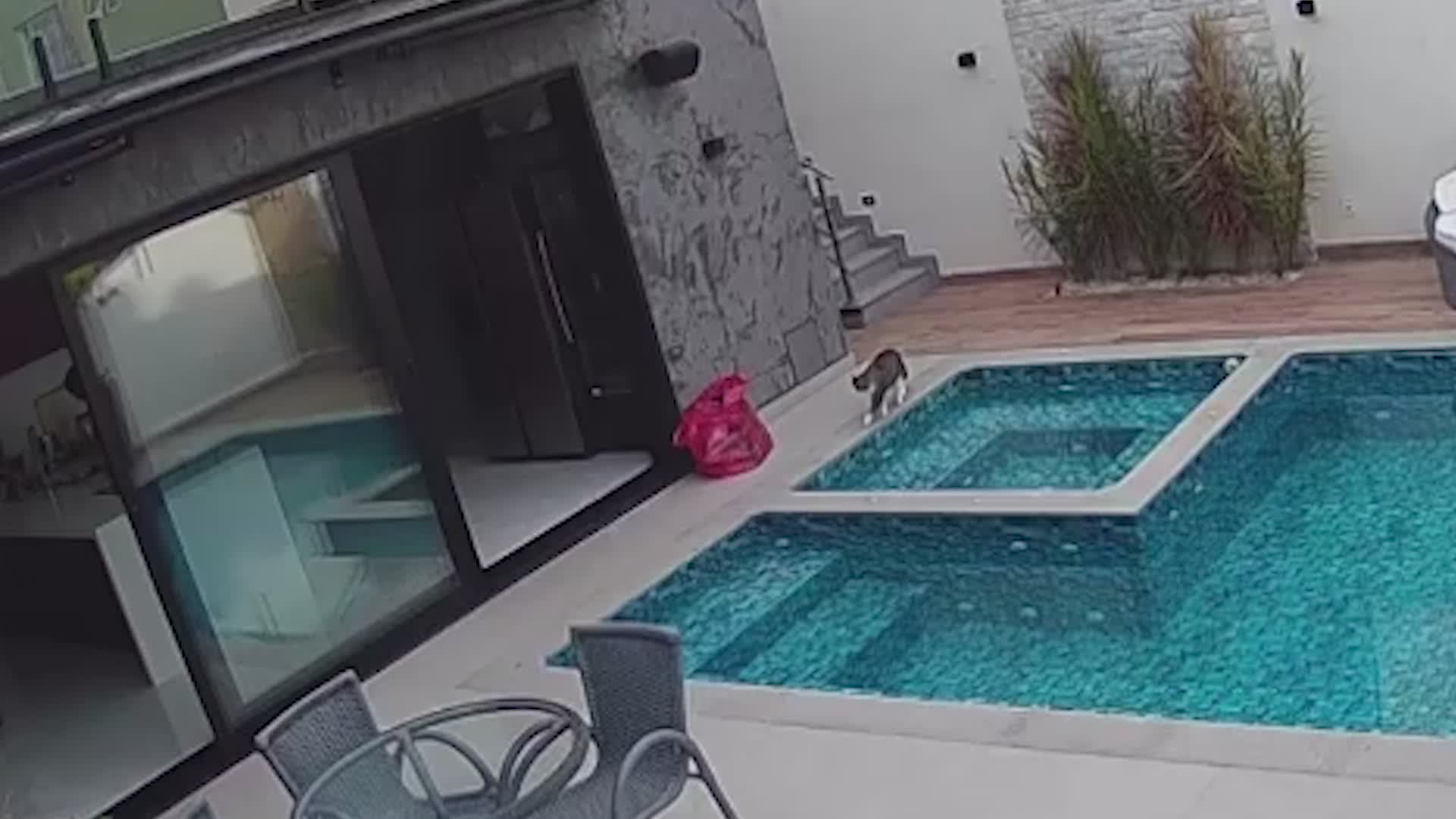 Oops! Cats Don’t Want To Be In That Pool – TittlePress