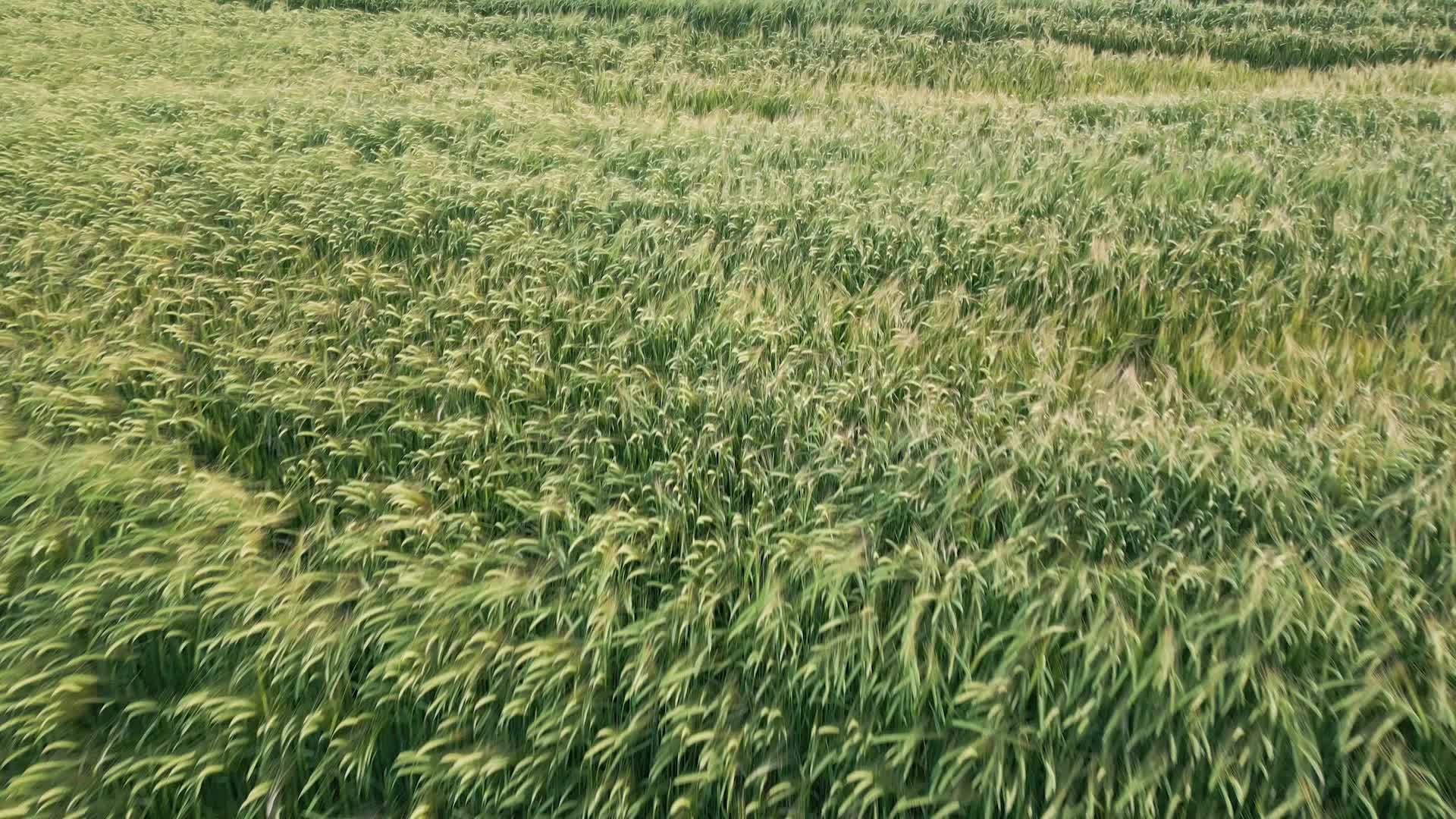 100-Year Heat Waves Increase, Wheat Suffers - Videos from The Weather ...