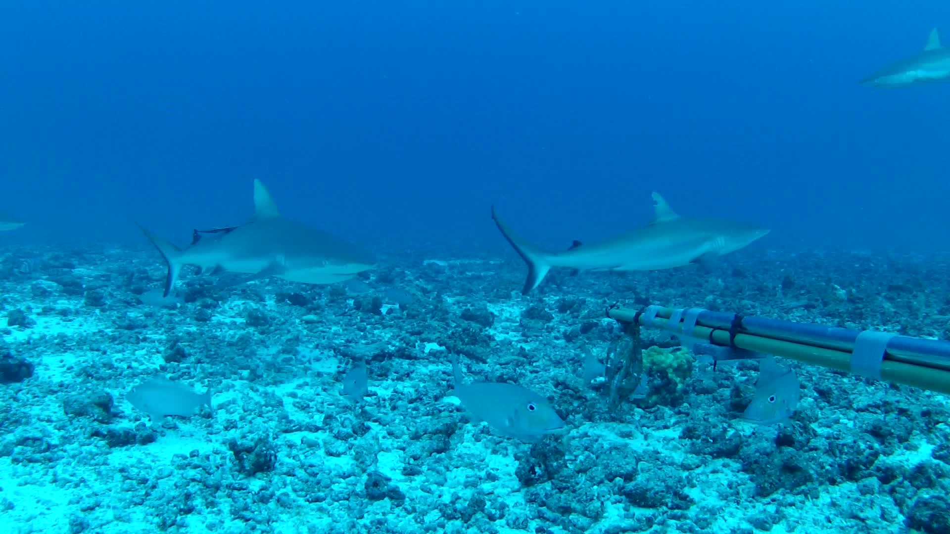 Alarming News For This Scary Animal - Videos from The Weather Channel