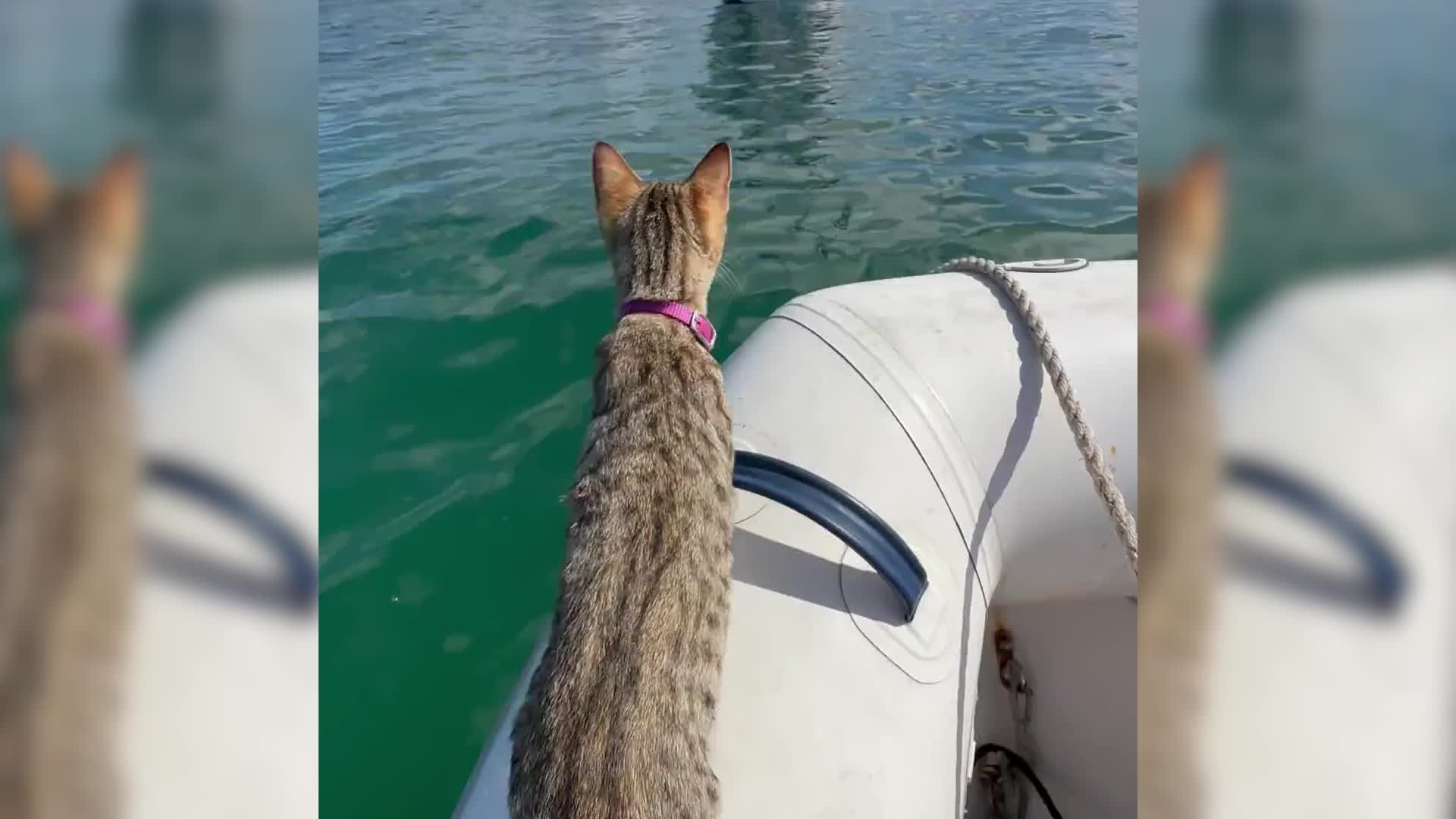 Pets & Animals: Care & News - Weather.com