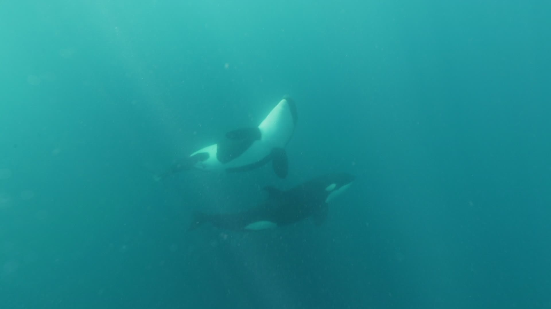 Lesions On Full Population Of Orcas - Videos from The Weather Channel