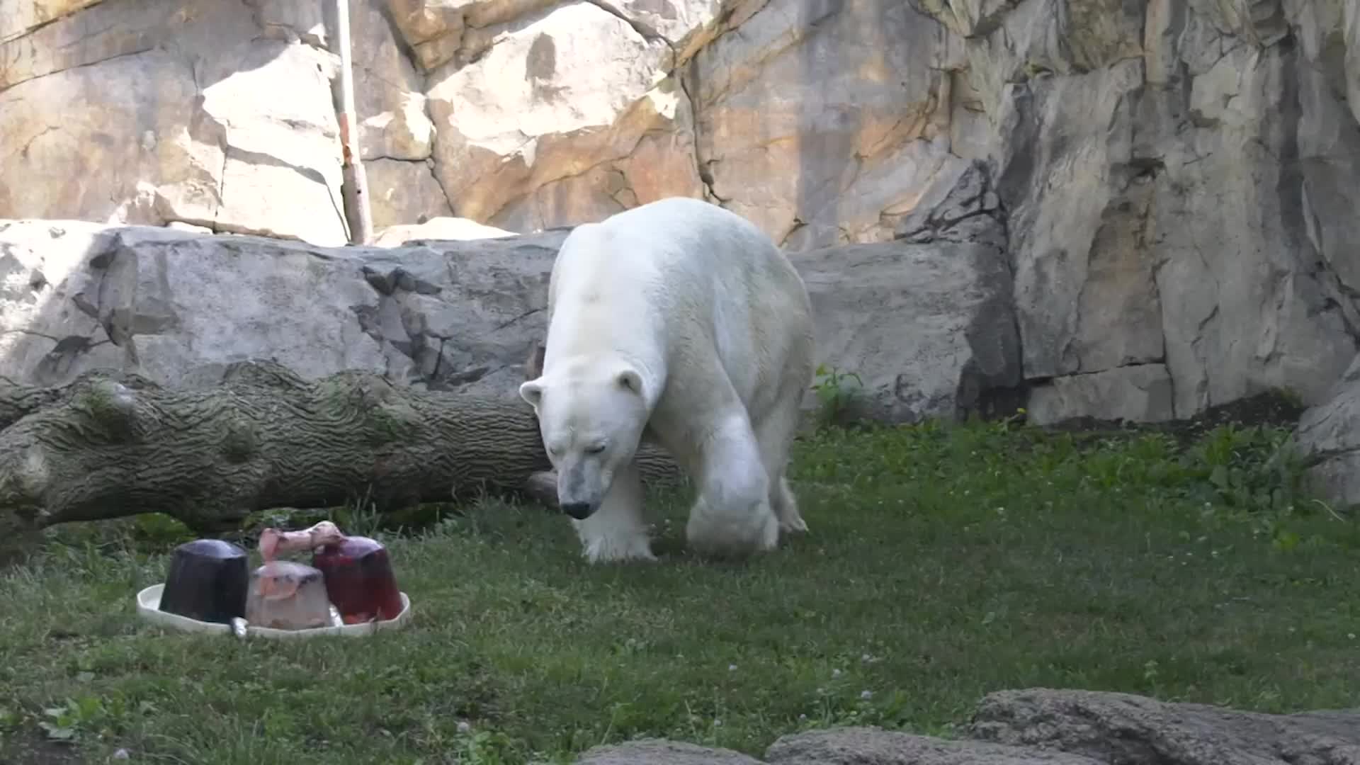 Red, White & Chew For These Zoo Animals - Videos from The Weather Channel