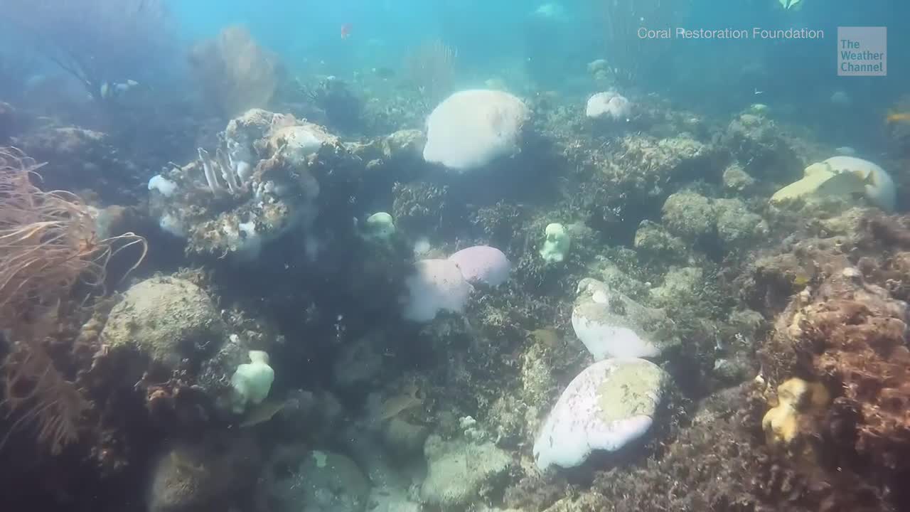 Desperate Race To Rescue Florida Coral - Videos from The Weather Channel Desperate Race To Rescue Florida Coral - Videos from The Weather Channel