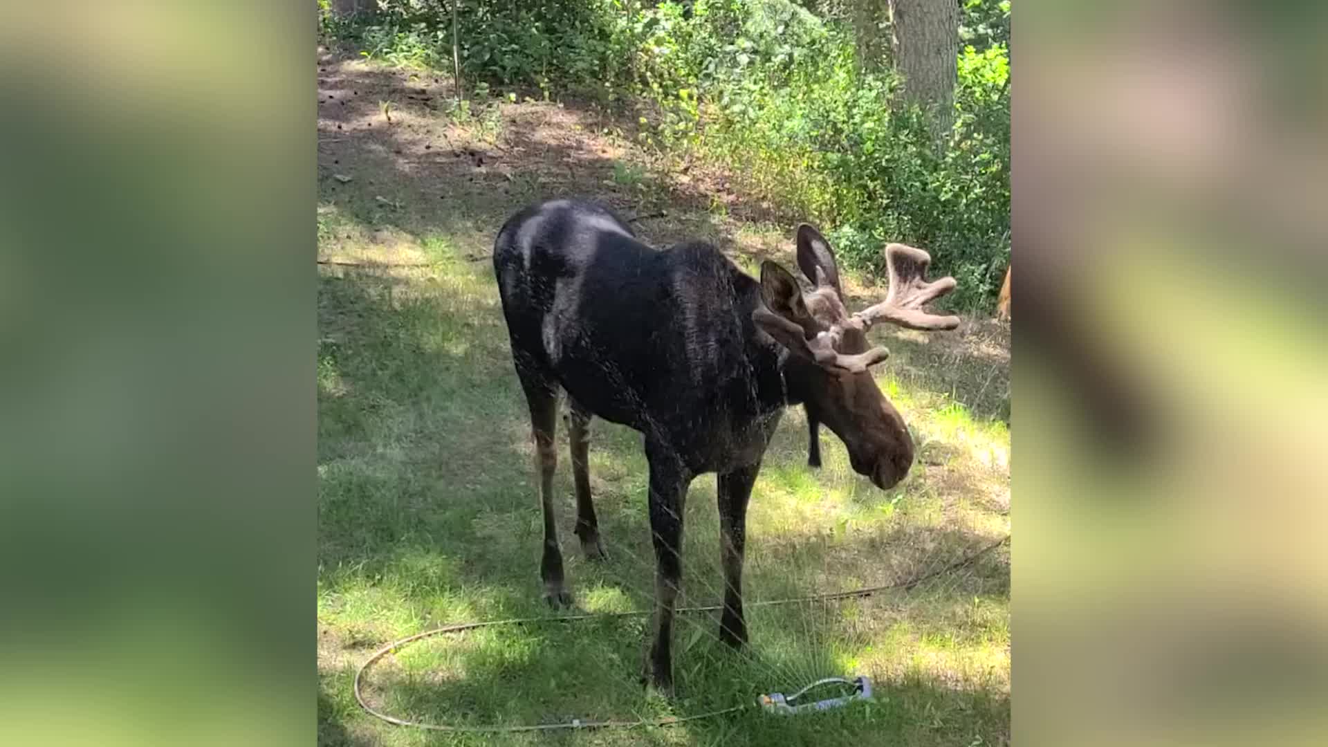 Moose Grabs Drink From Sprinkler - Videos from The Weather Channel