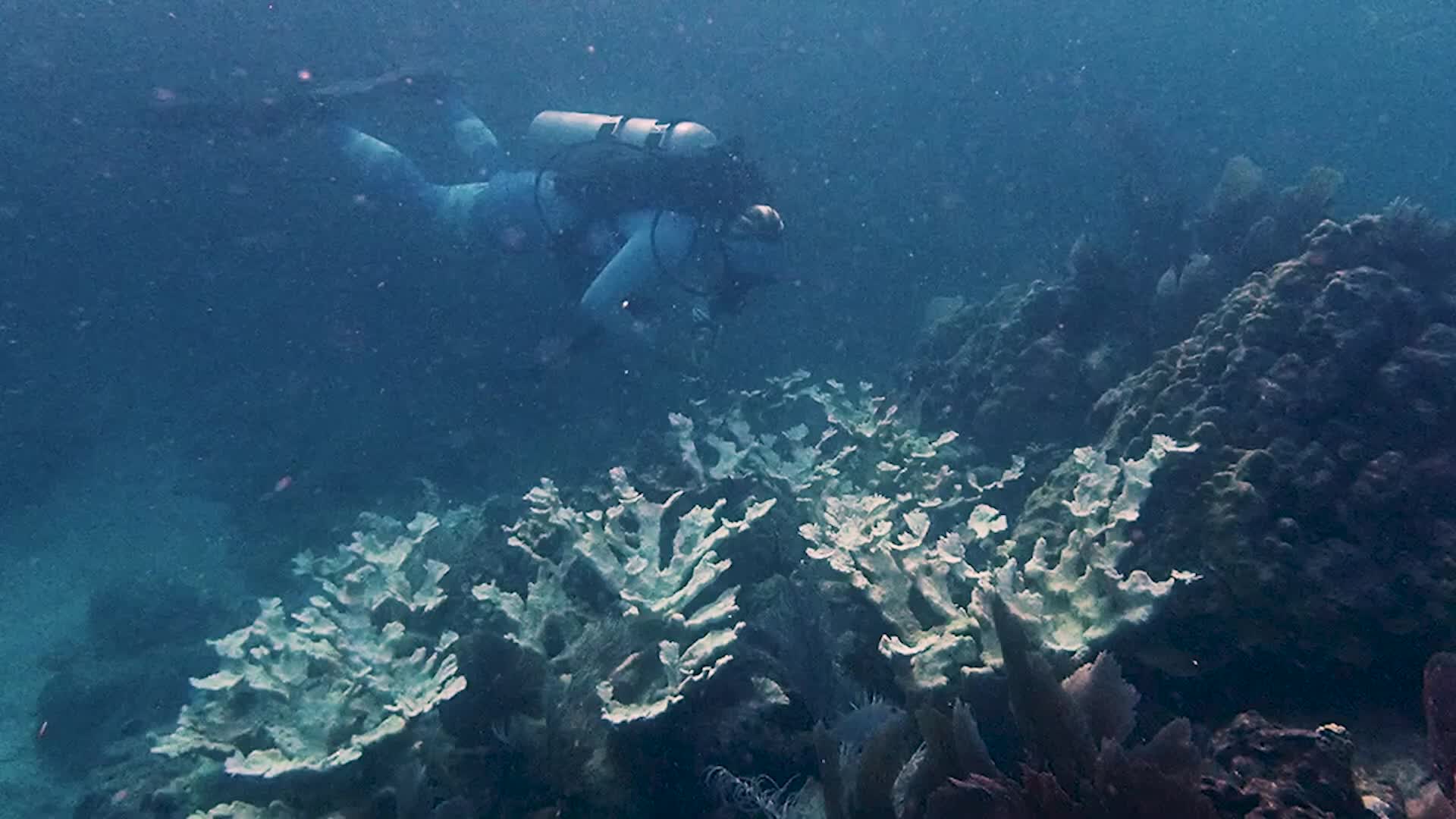 Coral Reef 'Defense’ Against Hurricanes - Videos from The Weather Channel