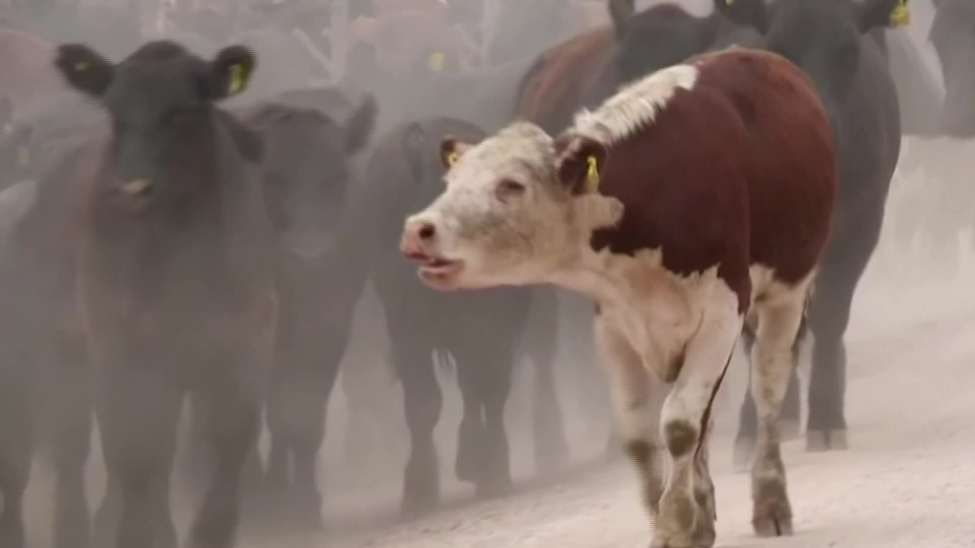 Cows To Belch Less Methane, Help Climate - Videos from The Weather Channel