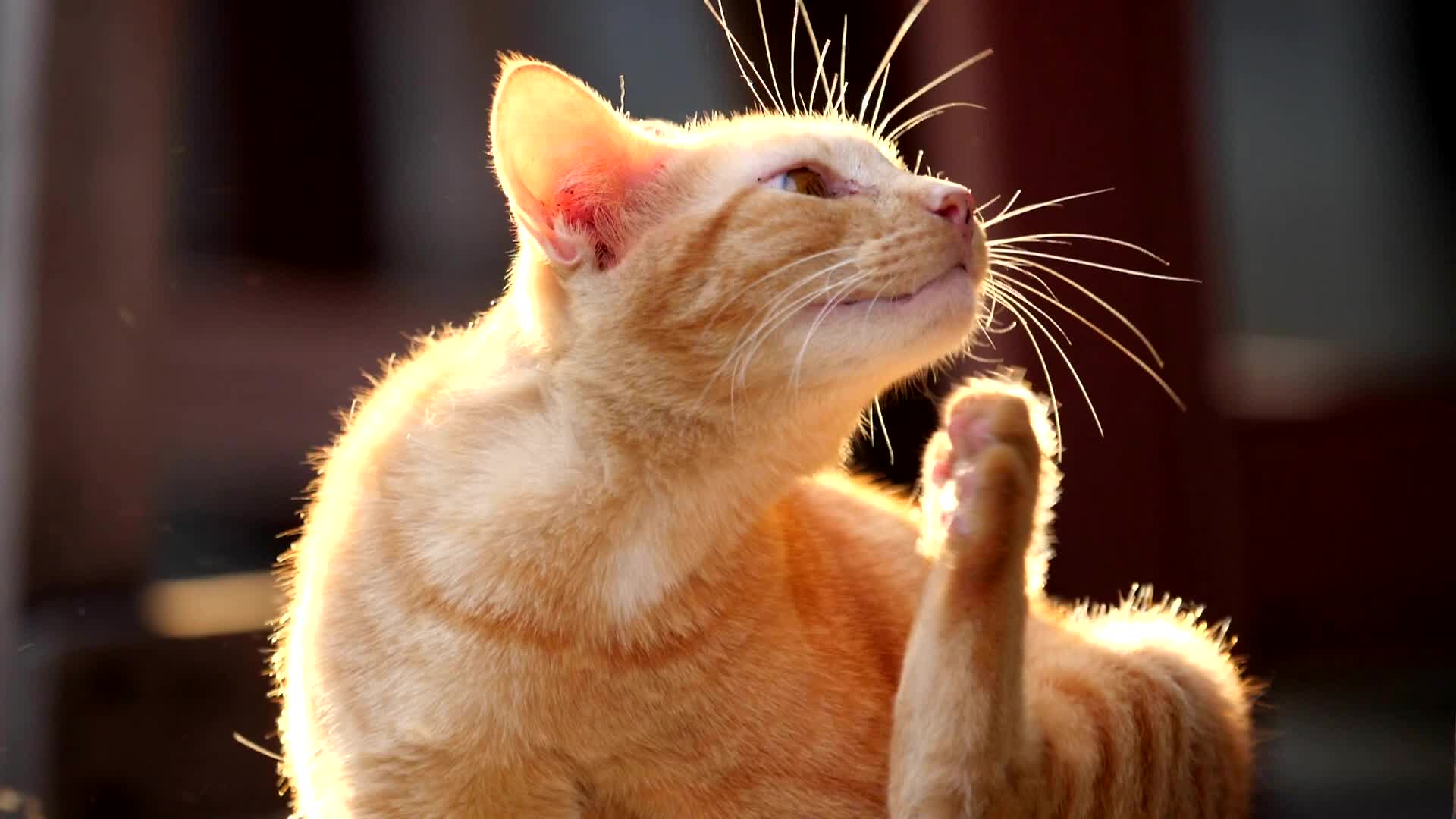 How To Soothe Your Pet Dander Allergy - Videos from The Weather Channel