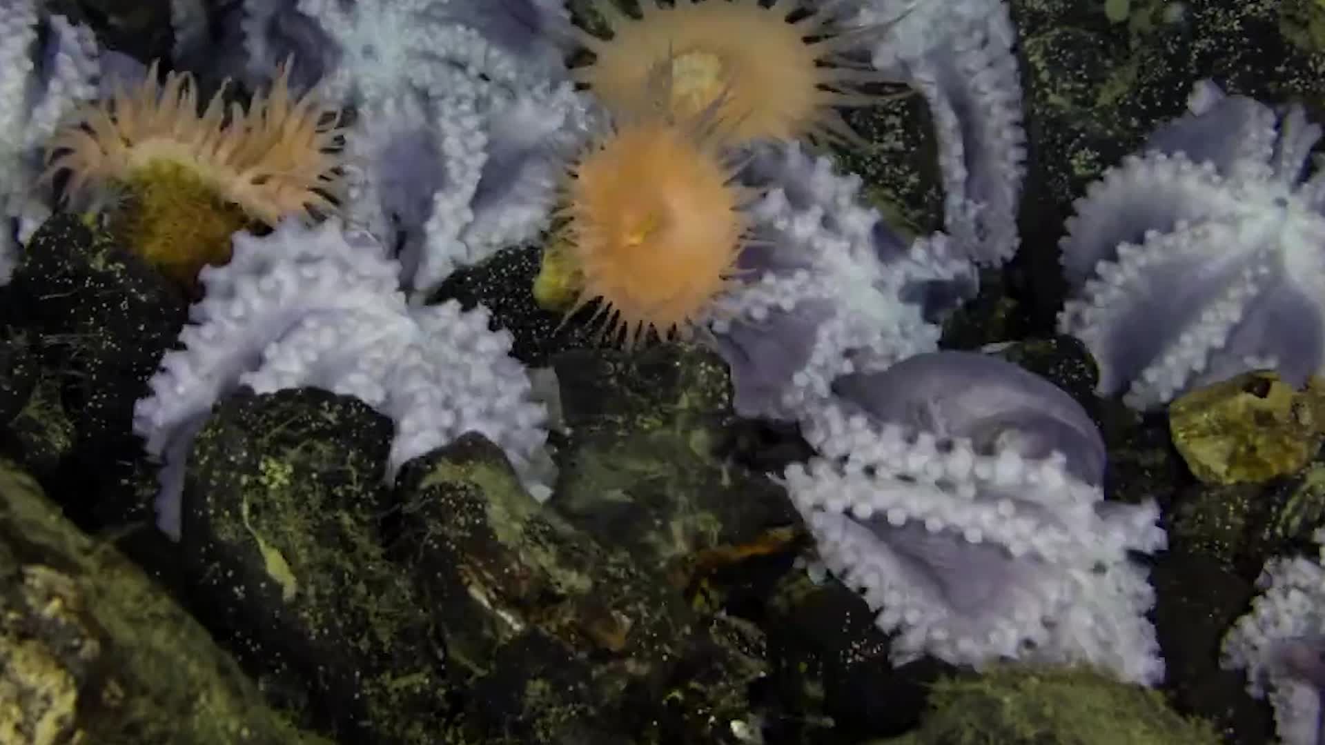 ‘Octopus Garden’ Mystery Solved - Videos from The Weather Channel