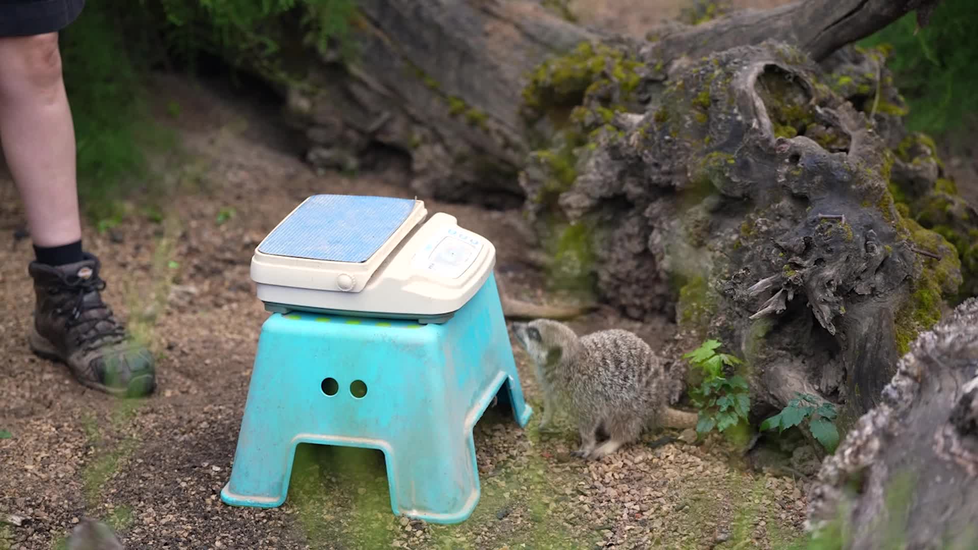 Parade Of Animals Lining Up To Be Weighed - Videos from The Weather Channel