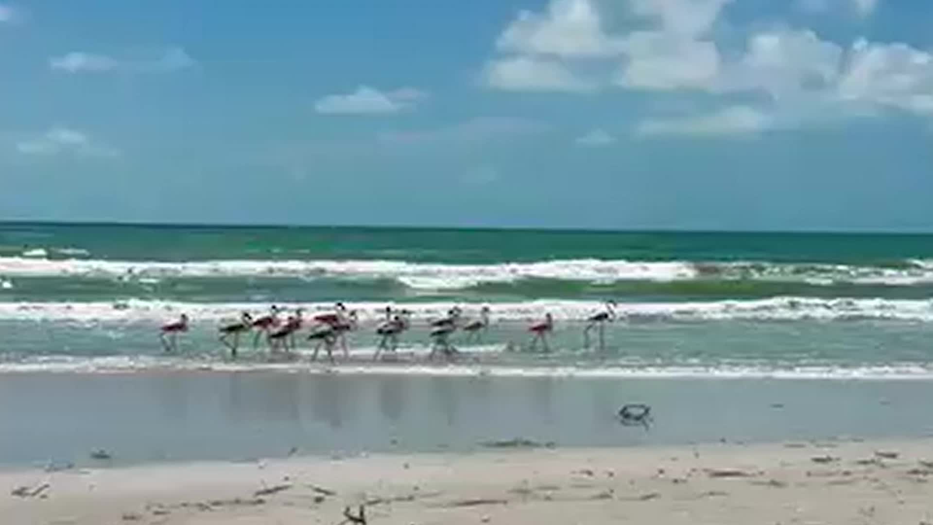 Did Idalia Blow These Flamingos In? - Videos from The Weather Channel