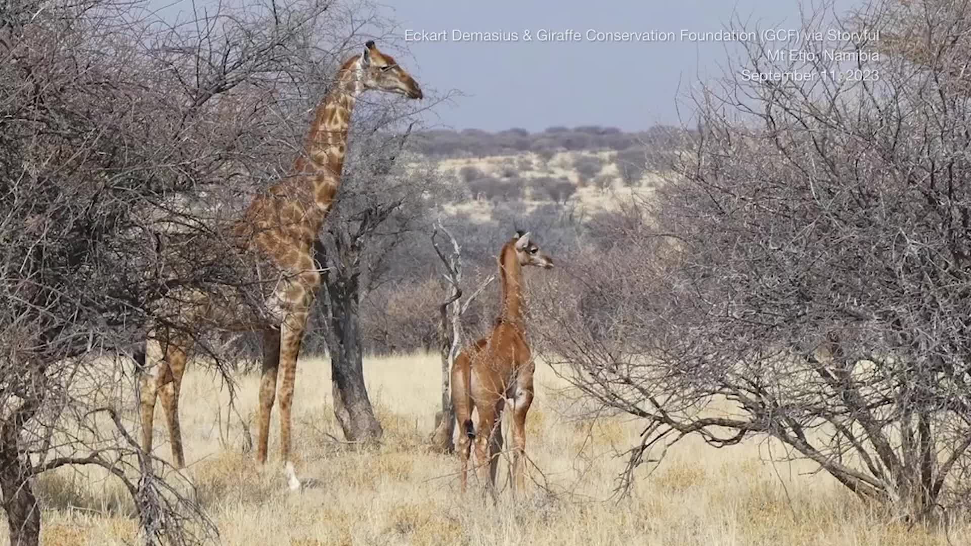 Rarity In The Wild: Spotless Giraffe Found - Videos from The Weather ...