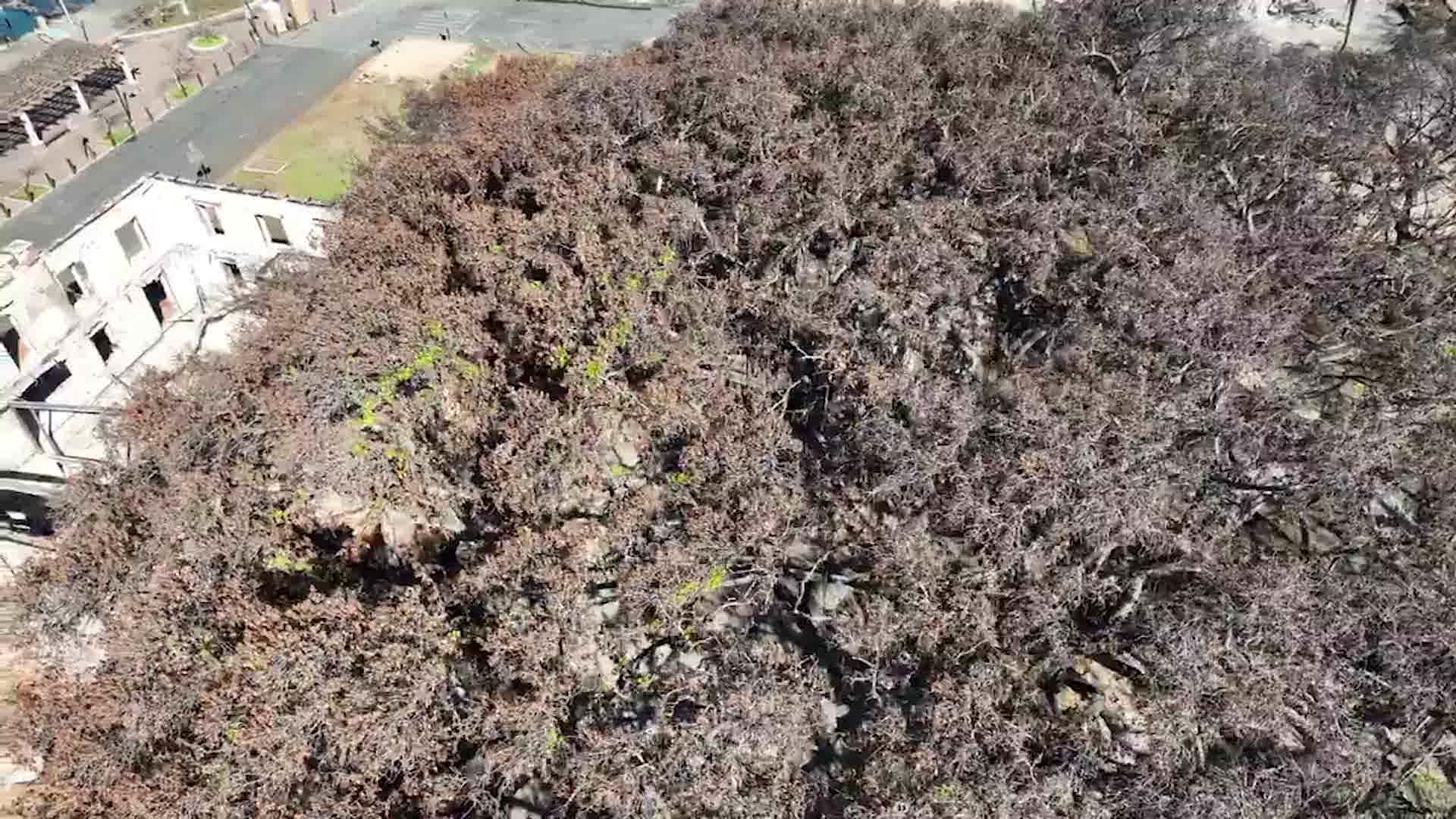Maui’s Banyan Tree Sprouting New Life - Videos from The Weather Channel