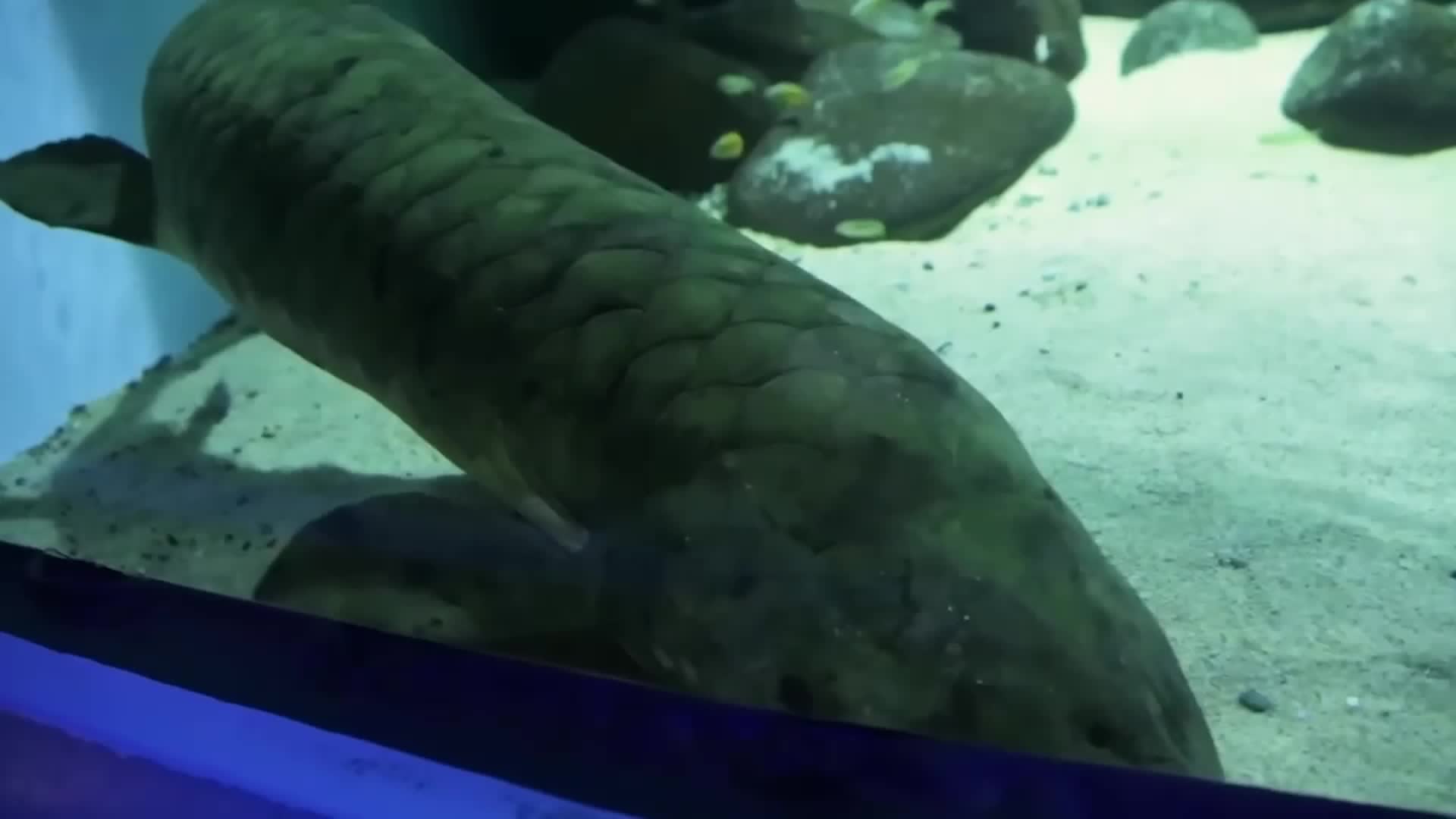 ‘Sea-nior Citizen’ Fish Is 92 Years Old - Videos from The Weather Channel