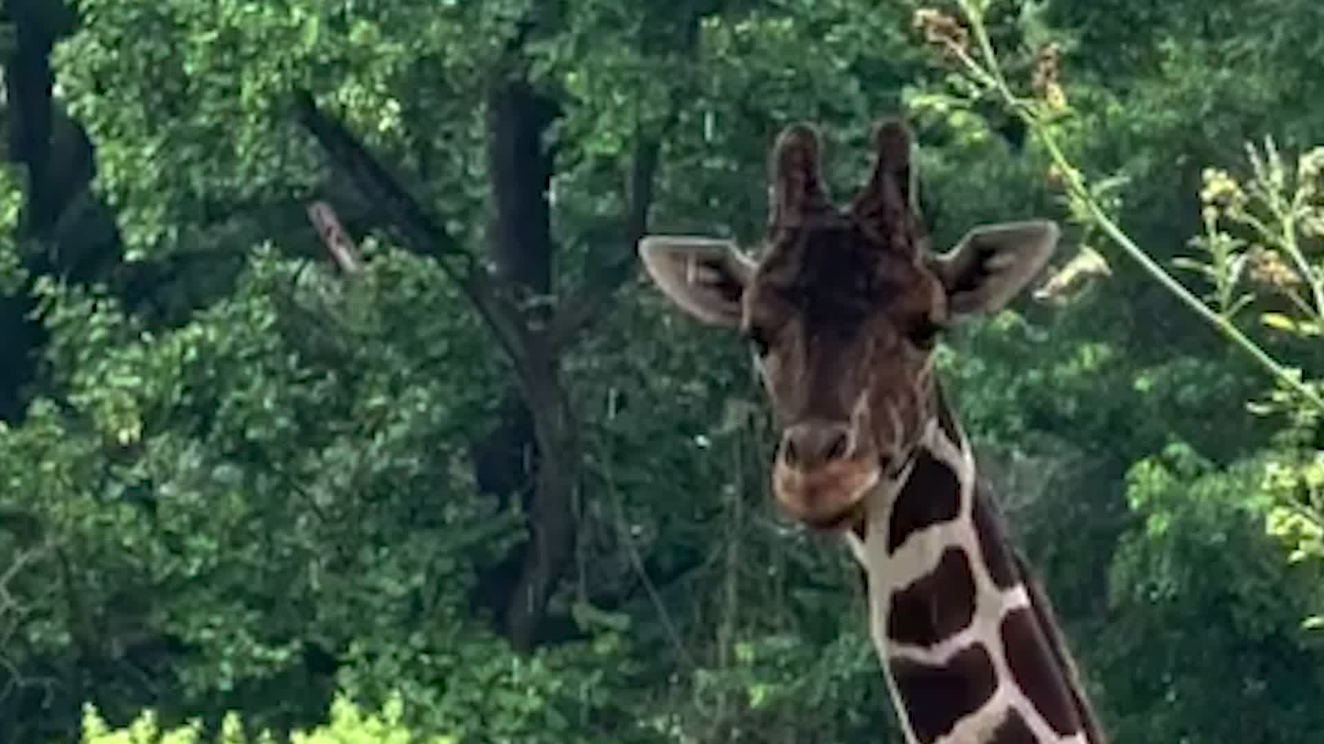 We Should All Love The Rain Like This Giraffe - Videos from The Weather ...