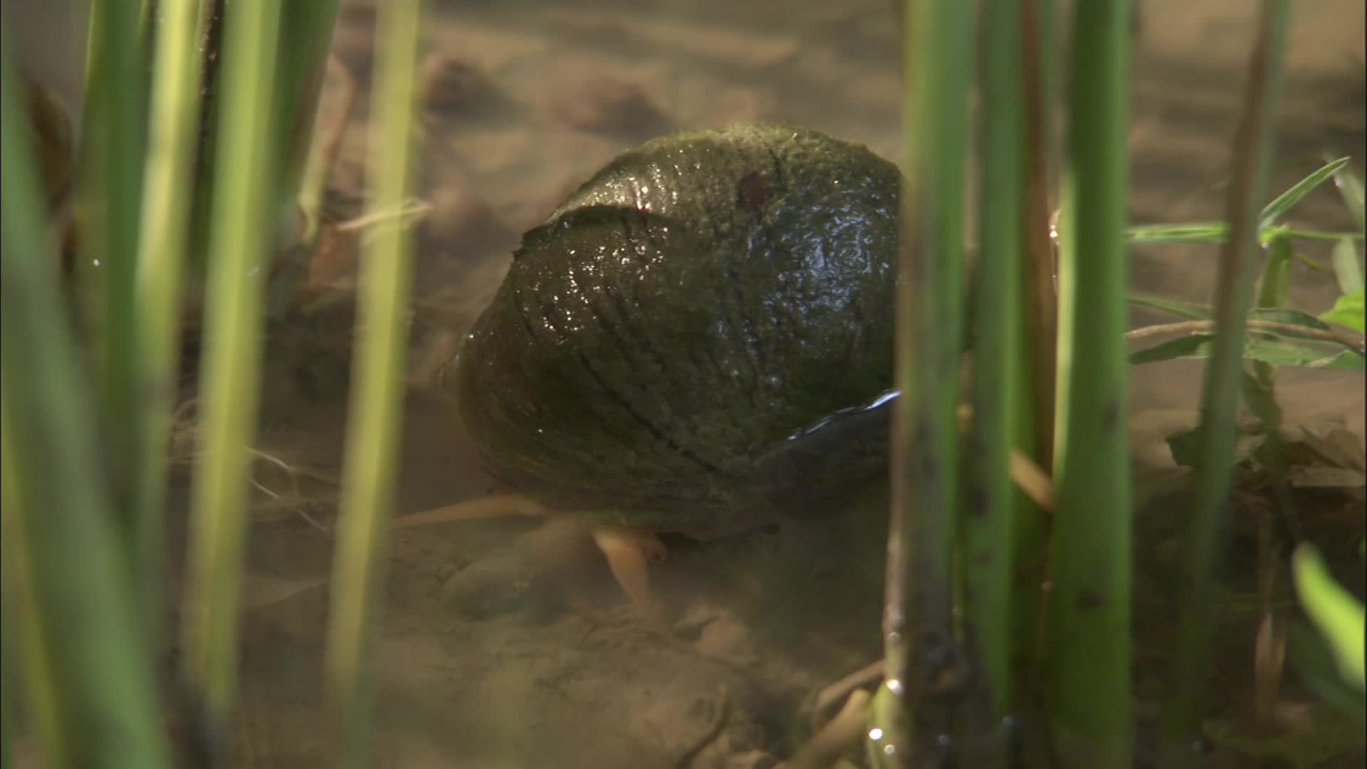 Invasive Snails Infest NC - Videos from The Weather Channel