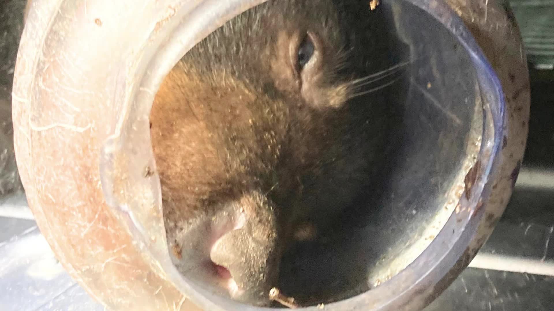 Bear Spends Months With Jug Stuck On Head - Videos from The Weather Channel