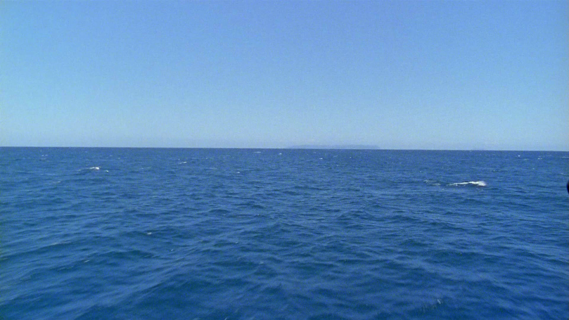 Marine Animals Hurt By Climate Change - Videos from The Weather Channel