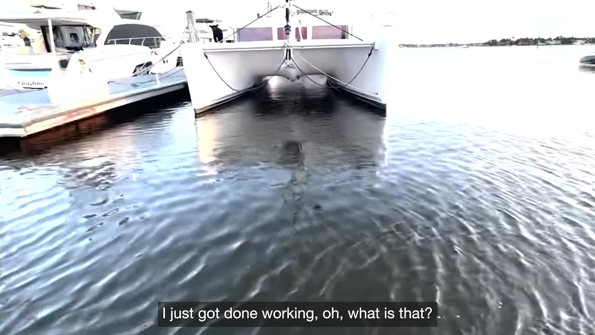 Florida Bear Ambles Aboard Sailboat - Videos from The Weather Channel