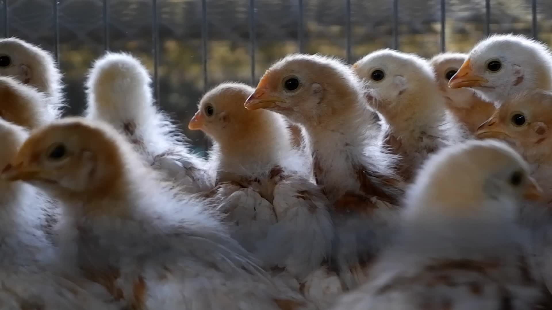 U.S. Flocks Infected With Bird Flu - Videos from The Weather Channel